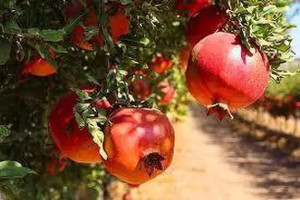 Chalisa Pomegranate, Anaar Seed Price in India - Buy Chalisa ...
