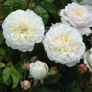 VibeX VLR-416 White Thornless Rose Seeds Seed Price in India - Buy ...