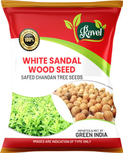 Ravel white sandalwood seed Sreegandha White Sandalwood Seeds Chandan ...