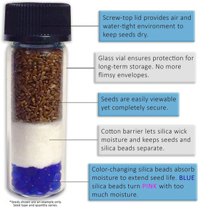 Biosnyg Emily Basil Seeds FROZEN SEED CAPSULES (Ocimum basilicum) 1000 ...