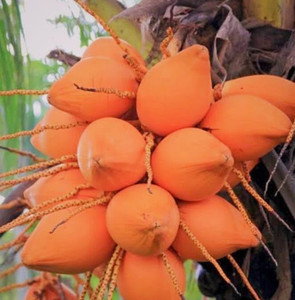 SHYAM Yield Rare Dwarf Red Coconut Fruit Tree Seed Price in India - Buy ...