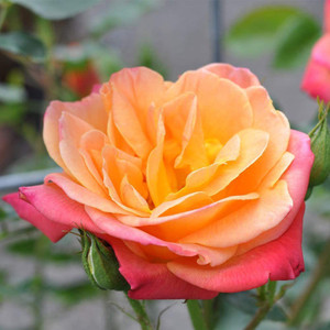 WILLVINE ATS-6 Multi-Colored Rose Bush Seeds Seed Price in India - Buy ...