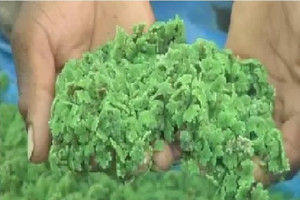 the green dotcom azolla grass,azolla seeds for home plant growing Seed ...