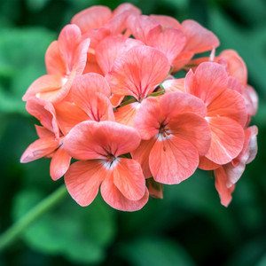 Biosnyg Geranium Flower Garden Seeds - Salmon[100 Seeds] Seed Price in ...