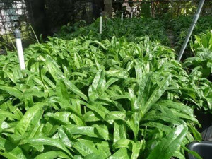VibeX ® VMR-162 Culantro, Cilantro ancho, Mexican Coriander Seed Price ...