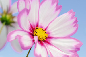 JAWKEY Cosmos bipinnatus ‘Capriola’ Seed Price in India - Buy JAWKEY ...
