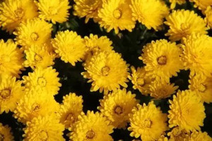 Aro Chrysanthemum mix Seed Price in India - Buy Aro Chrysanthemum mix ...