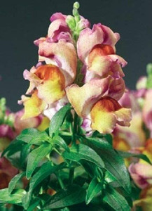 DROXTY ™ HUA-1399-Sunset Bicolor Dwarf Snapdragon Flower Seeds Seed ...