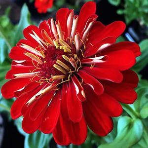 CYBEXIS Zinnia Double Giant Red Flower Seeds Seed Price in India - Buy ...