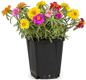 Aro Portulaca Seed Price in India - Buy Aro Portulaca Seed online at ...