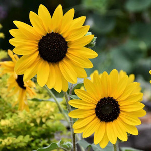 Sunway सूरजमुखी/सूर्यमुखी/ Sunflower Plant Surajmukhi Seed Price in ...