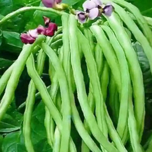 SREE Cowpea Seeds, CW24 Pure Organic Hybird, Black-eye Pea ,Borboti ...