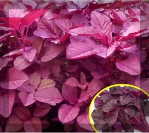 Aro Amaranthus Red, Tottakura Seed Price in India - Buy Aro Amaranthus ...
