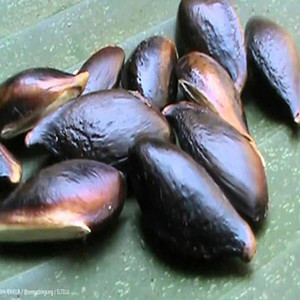 PMA Chalisa Chikoo, Sapota, Sapodilla, Naseberry Seed, Sobeda Hybird ...