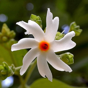 BDSresolve Chameli flower plant seeds/Night jasmine seeds 15 Seed Price ...