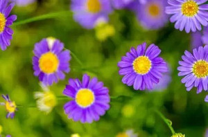 MAA Swan River Daisy Seed Price in India - Buy MAA Swan River Daisy ...