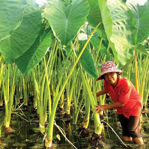 SREE Taro Root,Kachu Seed Price in India - Buy SREE Taro Root,Kachu ...