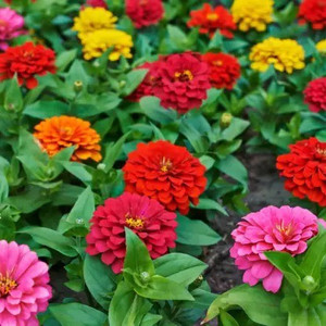 Aro Zinnia mix Seed Price in India - Buy Aro Zinnia mix Seed online at ...