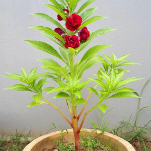 SREE Balsam flower,Dopati Flower Seed Price in India - Buy SREE Balsam ...