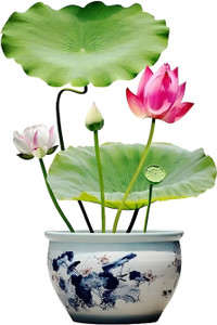 Growbyte Lotus Seeds, japanese Dwarf mix variant, Night Grooming Lotus ...