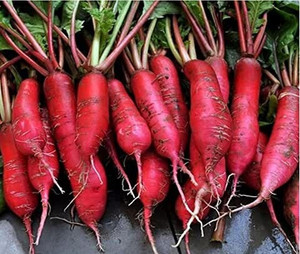 MAA Radish Red, Muli Seed Price in India - Buy MAA Radish Red, Muli ...