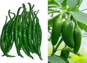 RooftopAgro Chilli Teja & Chilli Bullet Hybrid Seeds 200 Seeds Seed ...
