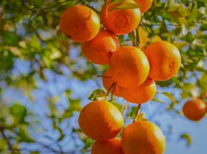 SHYAM Panjabi kinnow OrangeLemon Plant. Seed Price in India - Buy SHYAM ...