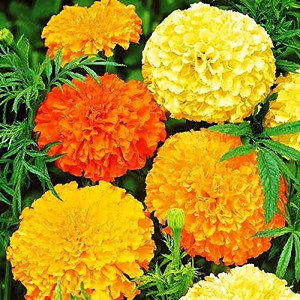 DECKON African Marigold Double Orange Flower genda seeds 650 AZ117 Seed ...
