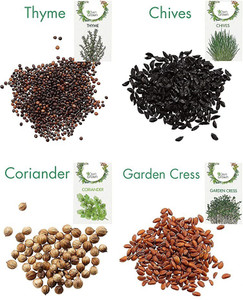 CYBEXIS 4 - Varities Seeds Combo-Thyme,Chives,Coriander,Garden Cress ...
