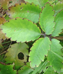 Cloud Farm Patharchatta Leaf of Life Miracle Leaf Amar poi Kop pata ...