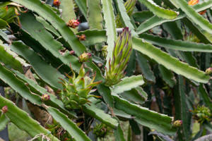 Paudha Dragon fruit Seed Price in India - Buy Paudha Dragon fruit Seed ...