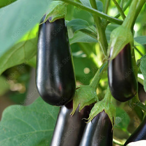 naturehils Brinjal Seed, BR-300 Organic Muktakeshi Brinjal , Black ...