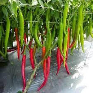 greenfarm Chilli Seeds green Chilli Mirchi Seeds organic (200 seeds ...
