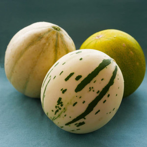 CYBEXIS GUA-15 - Snow Leopard Melon | Very Rare - (150 Seeds) Seed ...