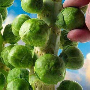 CYBEXIS Early Sprouting Dark Green Brussels Sprouts Seeds1000 Seeds ...