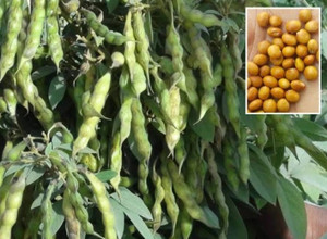 HYBRID 100g Tuar, Arhar, Red gram seed highest yield Verity Seed Price ...