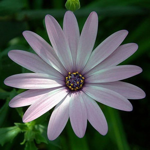 CYBEXIS Pink African Daisy Seeds Seed Price in India - Buy CYBEXIS Pink ...