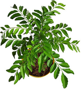 MAA Curry Leaves, Curry Leaf, Kadipatta Seed Price in India - Buy MAA ...