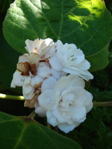 ASPEN Mysore Malli Flowering Plant Seed Price in India - Buy ASPEN ...
