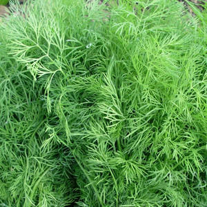 CEZIUS SUVA Seeds | SUVA Dana | Suwa Dana Dill Organic Herb Plant Seed ...