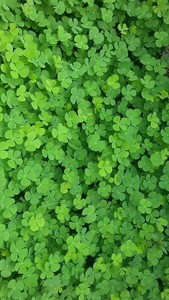 Fastgrow Sunsuniya Seed Price in India - Buy Fastgrow Sunsuniya Seed ...