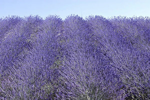 MOOFGA True ENGLISH LAVENDER VERA Lavandula Angustifolia Vera Seed ...