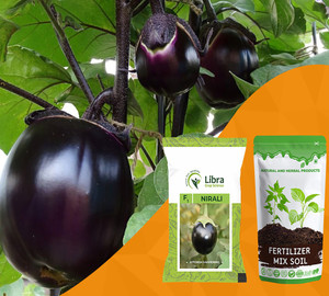 NATURAL AND HERBAL PRODUCTS Black Eggplant Seeds for Planting | Ringan ...