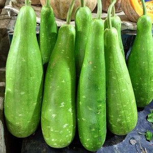 SeeGreen Bottle Gourd Bottle Guard/Lauki Long Seeds/Ghiya| Doodhi ...