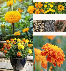 SEEDARIA marigold flower seeds, Genda flower Seed Price in India - Buy ...