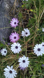 FEVESTA Organic Dimorphotheca Flower Plant Seed Price in India - Buy ...