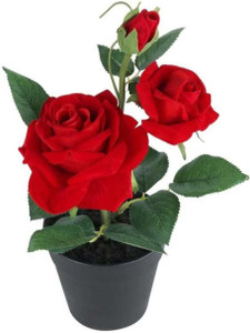 Oliver ROSE SEEDS,GULABI SEEDS Seed Price in India - Buy Oliver ROSE ...