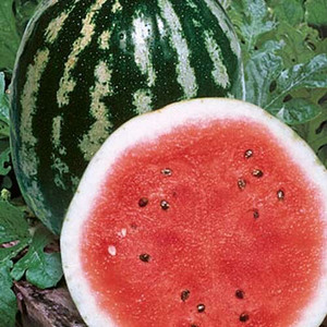 CEZIUS Tarbooj - Watermelon Seeds Crimson Sweet Watermelon Seed Price ...