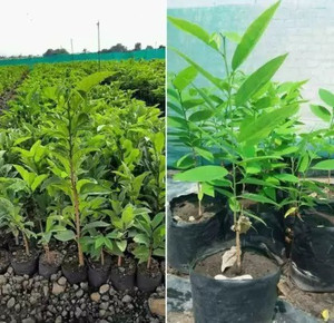 Aro Custard Apple, sitafal, sitaphal Seed Price in India - Buy Aro ...