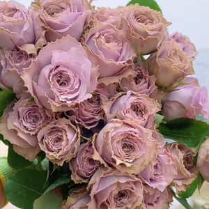 VibeX Blue Story Japanese Blue Rose Seed Price in India - Buy VibeX ...